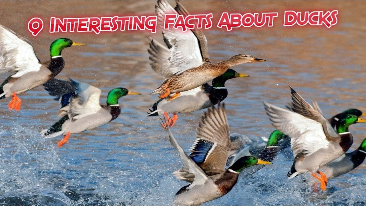 9 Interesting Facts About Ducks - YouTube