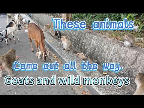 Monkeys vs Goats: The Most Unexpected Jungle Adventure! 🐒🐐 - YouTube