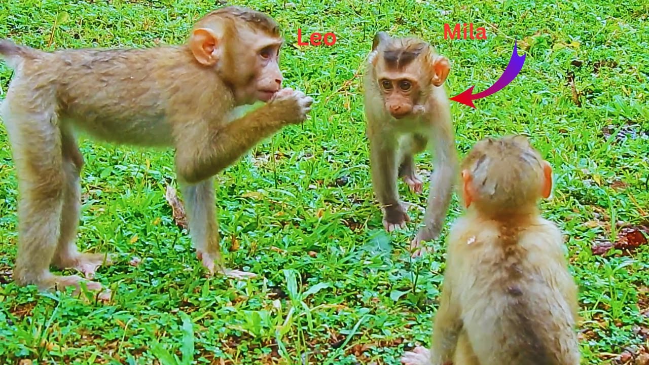 Oh, Monkey Mila is a- ngry with Monkey Leo when Leo grabs her peanut - YouTube