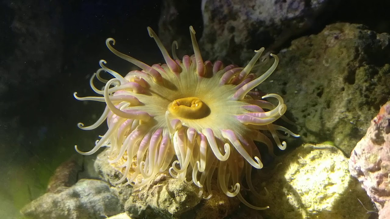 My precious warty anemone Nov 24, 2020 - YouTube