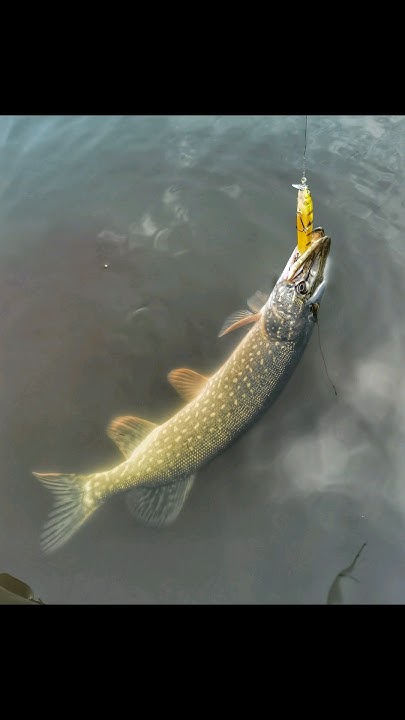 На SSRочку Ito Shiner от Megabass. Твичинг твичингом, а равномерочка с ...