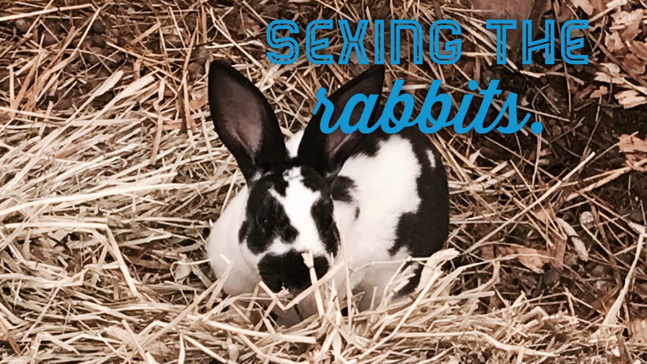 Sexing the rabbits - YouTube