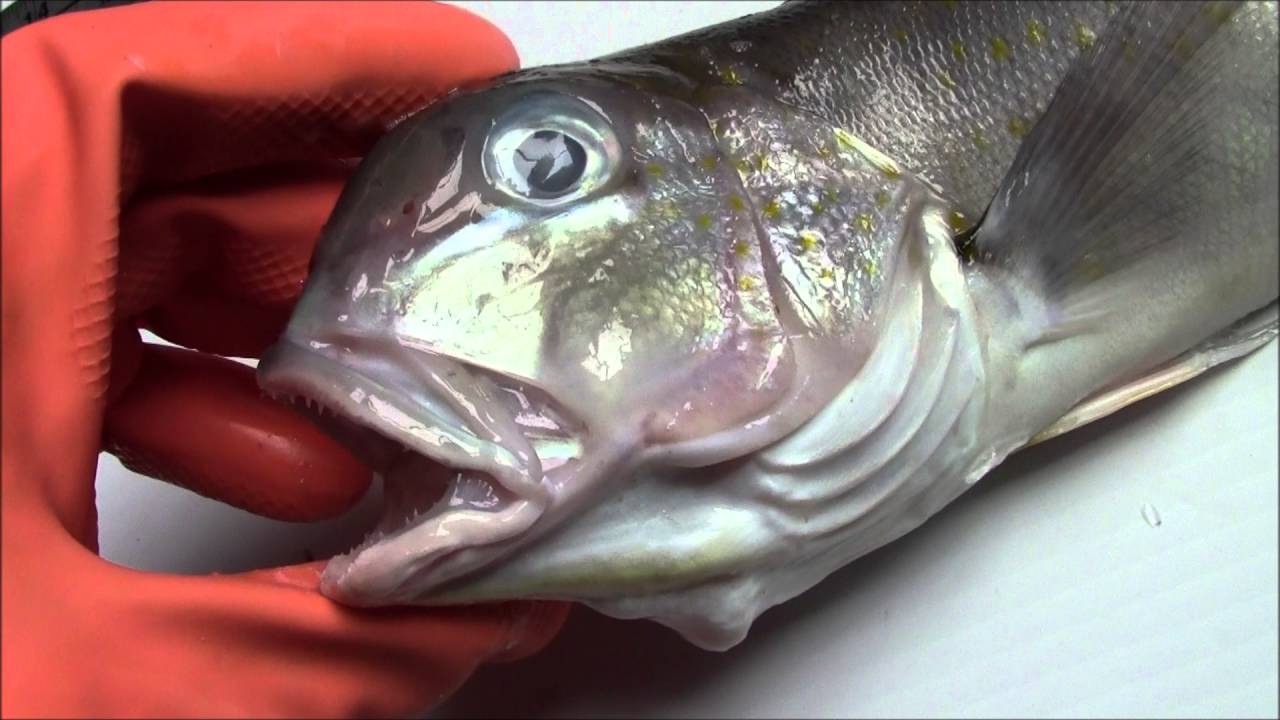 Great northern tilefish, Golden Tile: Lopholatilus chamaeleonticeps ...