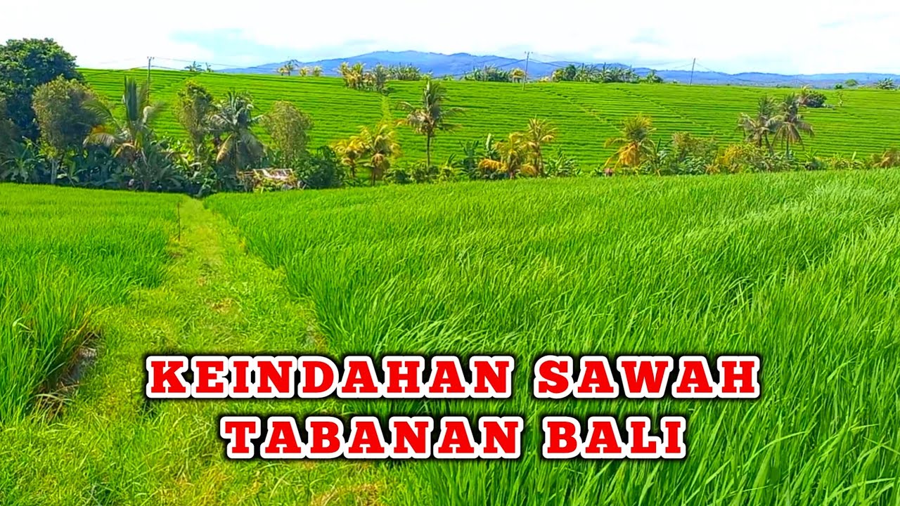 KEINDAHAN SAWAH TABANAN BALI - YouTube
