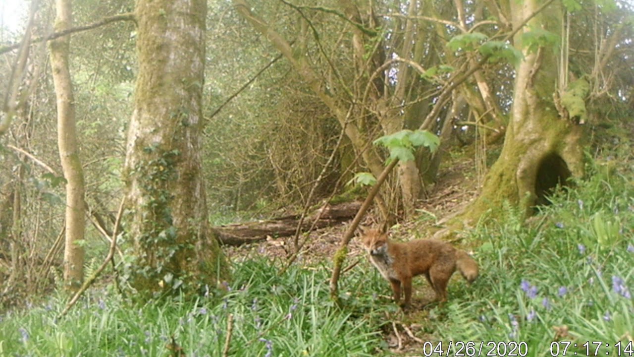 Trail camera - fox sniffing the camera! - YouTube