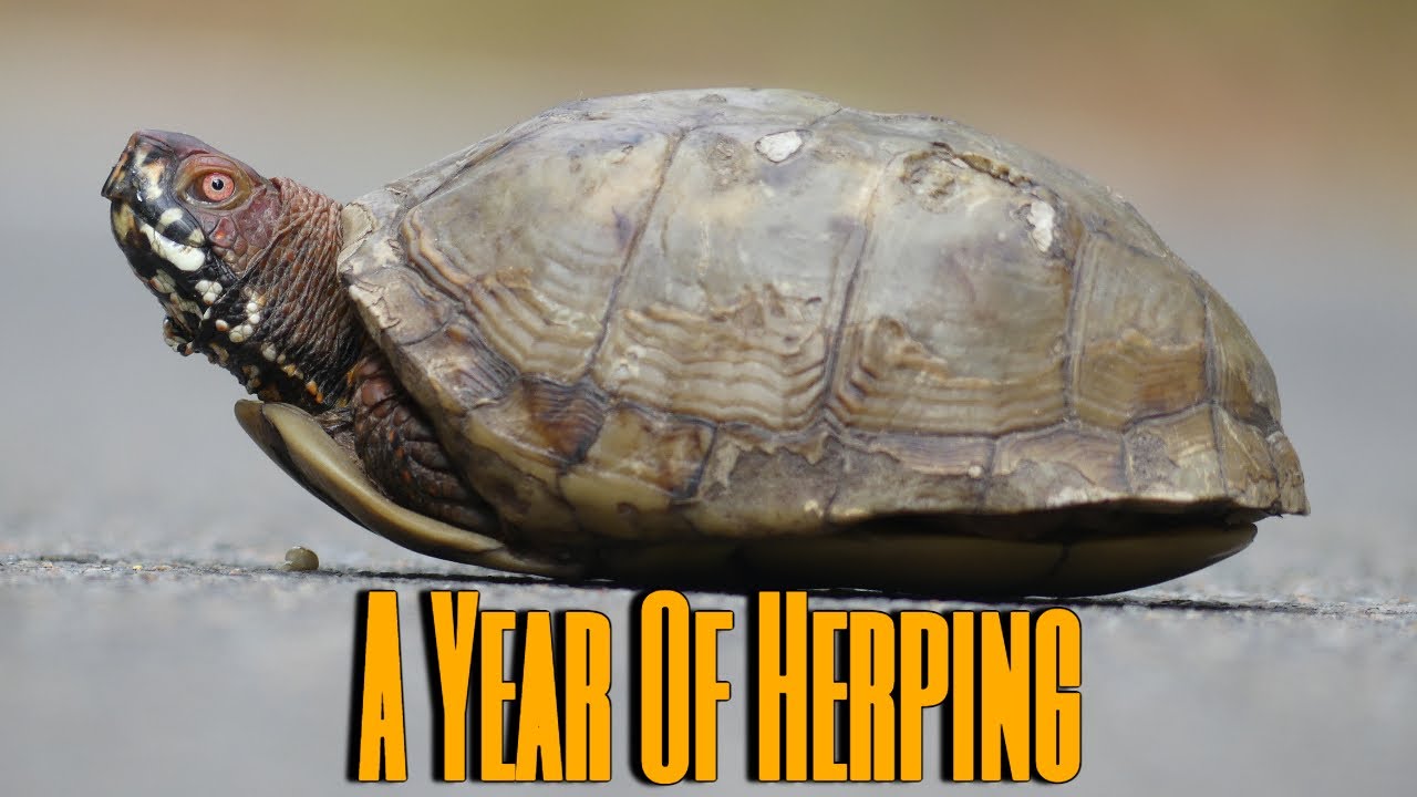 2022 Field Herping Adventures: A Year Recapped - YouTube