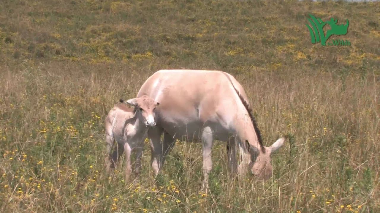 RARE PERSIAN ONAGERS BORN AT THE WILDS - YouTube
