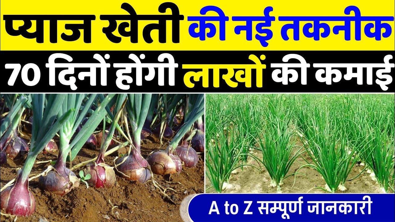 Pyaj ki kheti | onion farming | प्याज की खेती | pyaj ki kheti kaise ...