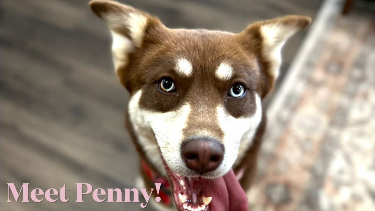 Meet Penny the pretty perfect pal! - YouTube