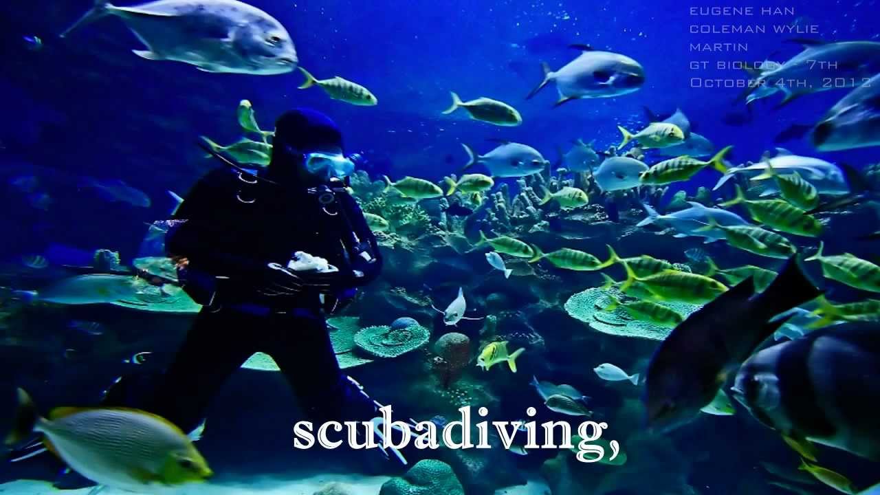 The Open Ocean Biome - The Gulf of Mexico [GT BIOLOGY - 7TH] - YouTube