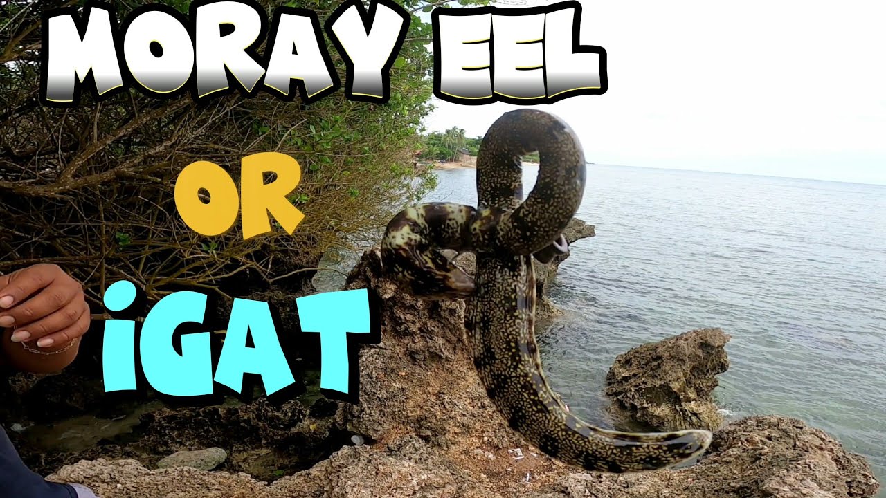 Cliff Fishing || Catch & Sugba using Bait @brotherhoodfishingPh - YouTube