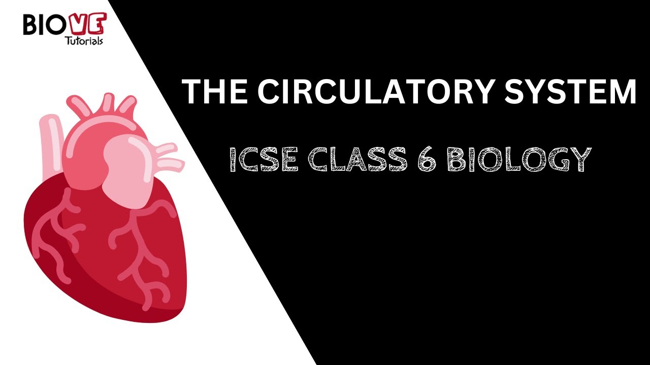 Circulatory System | ICSE Class 6 Biology - YouTube