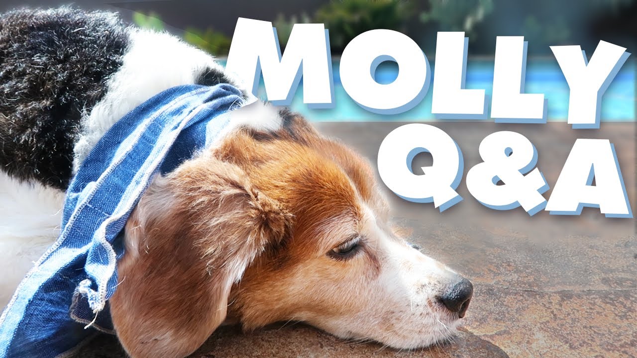 What Does Molly Do All Day? | Monday Vlog - YouTube