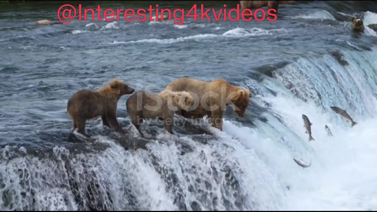 black bear caught a fish/bear eating fish - YouTube