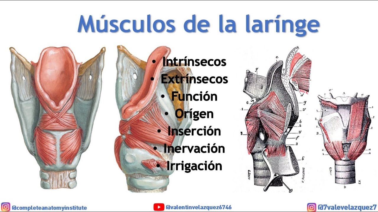 LARINGE: MÚSCULOS (Origen, inserción, inervación, función, relaciones ...