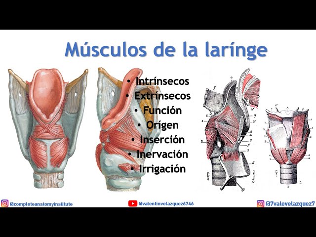 Inervación De La Laringe