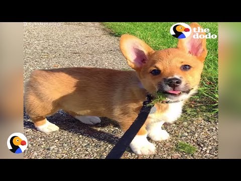 Corgi Puppy Experiences So Many 'Firsts' | The Dodo - YouTube