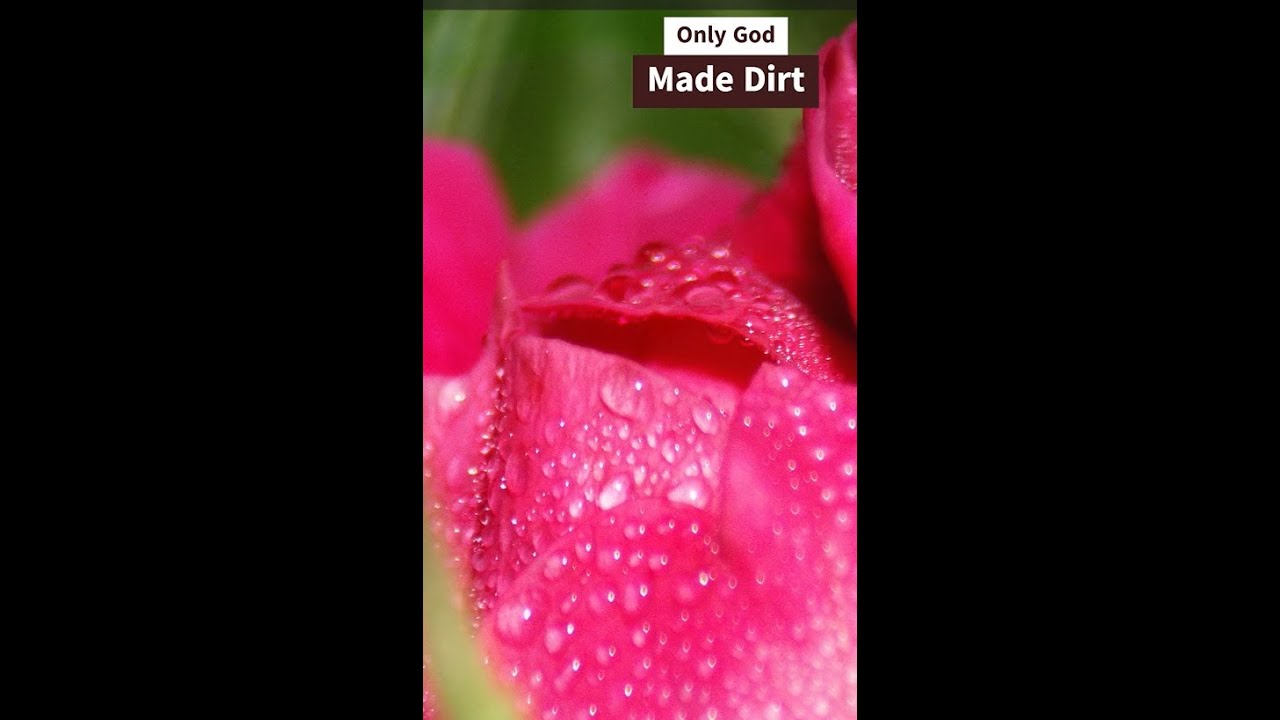 Dew Drops on Roses #roses #GodsTestimony #dewdrops - YouTube