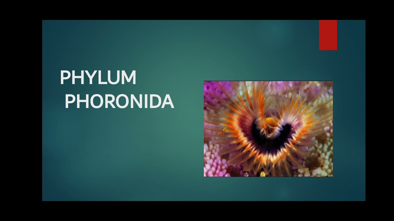 Phylum Phoronida - YouTube