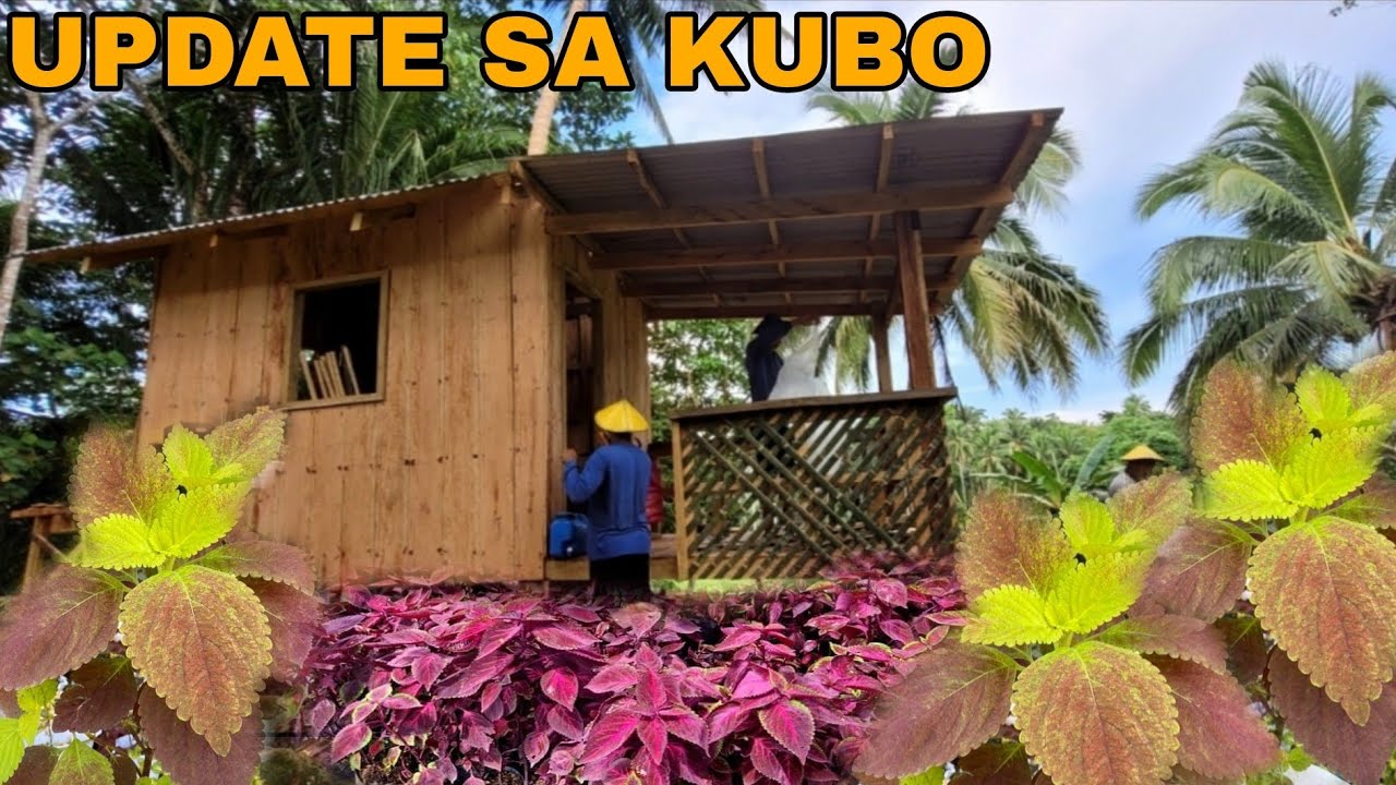 UPDATE SA KUBO ANG GANDA NA PALALAGAY NG MGA HALAMAN SA KUBO PAGLILINIS ...