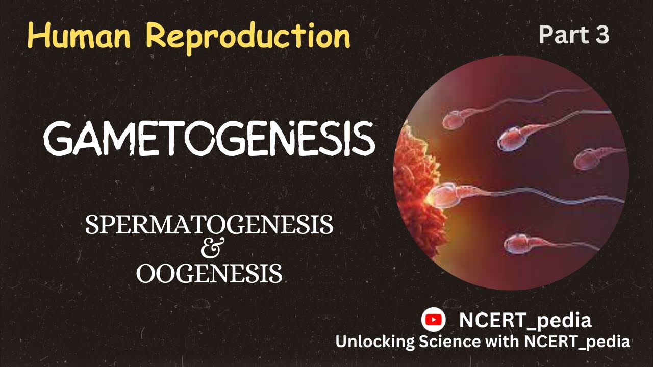 Gametogenesis: Spermatogenesis & Oogenesis, Human Reproduction, Class ...