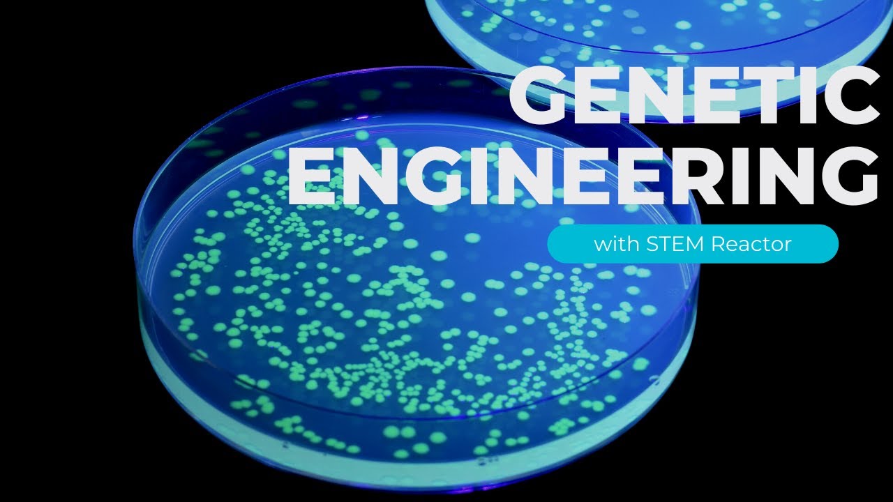 STEM Reactor - Genetic Engineering: Transformation of E.Coli Bacteria ...
