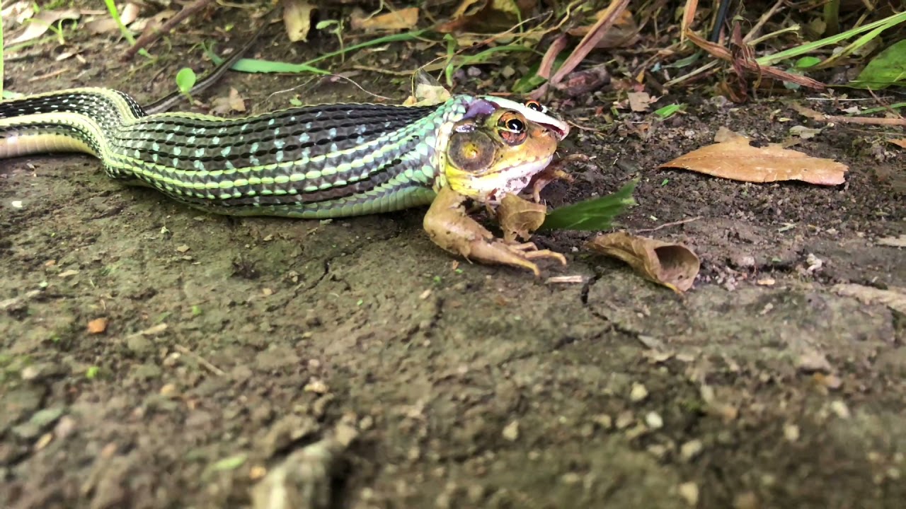 Ribbon Snake Eating A Frog - YouTube