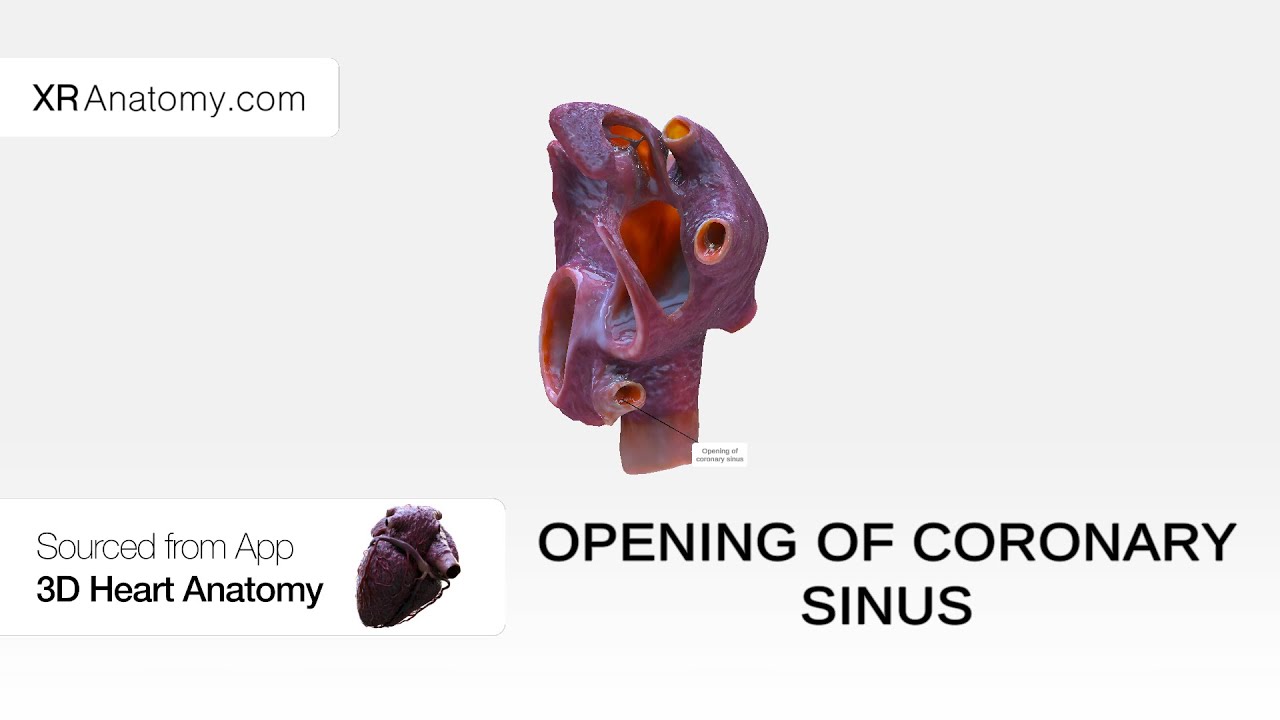 Opening of coronary sinus - YouTube