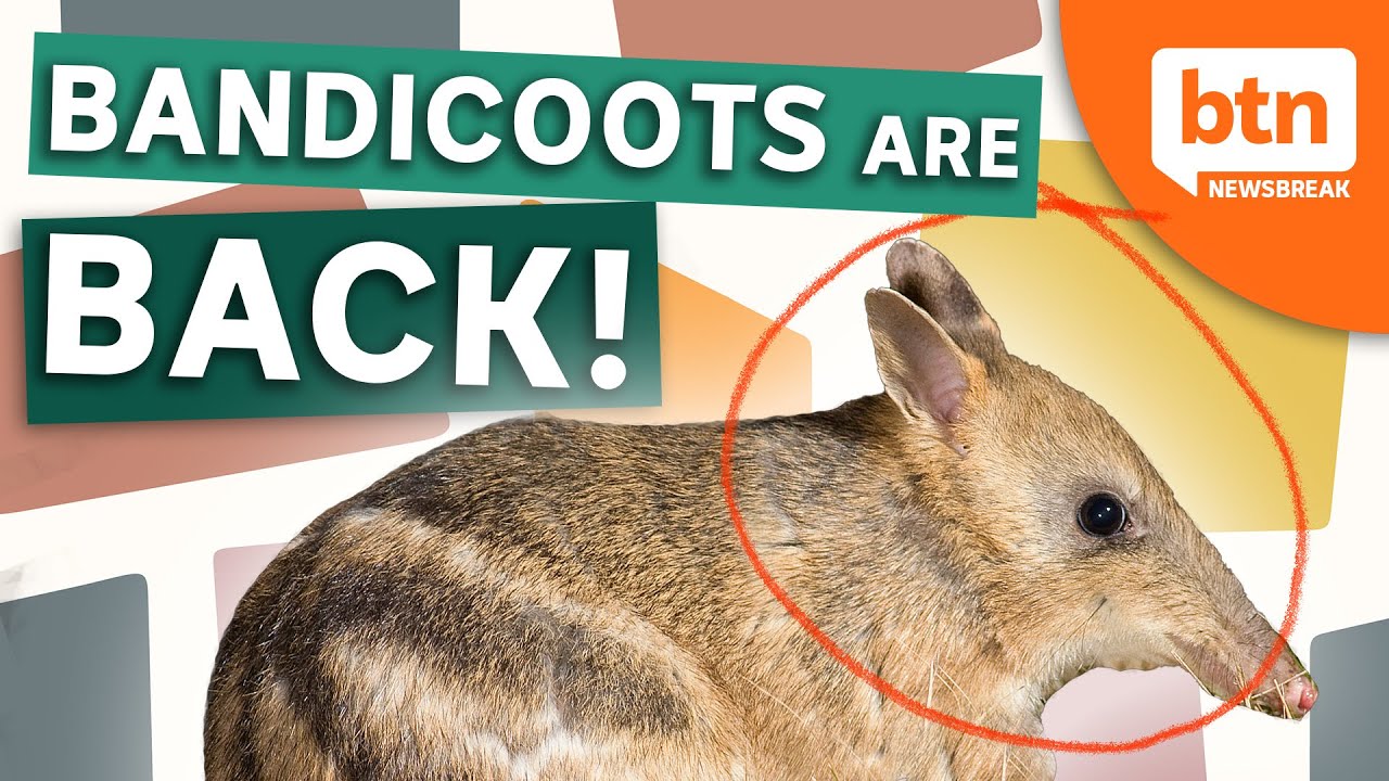 Eastern Barred Bandicoots Rescued From the Brink of Extinction - YouTube