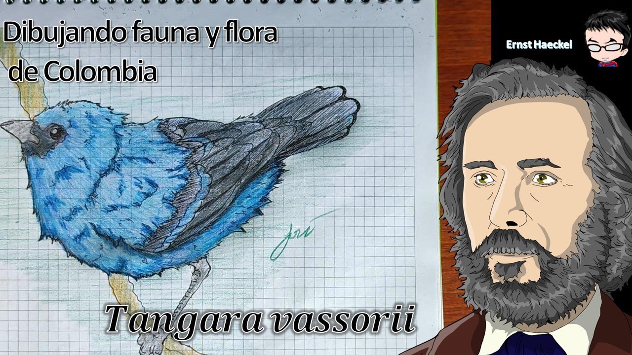 Como 𝐝𝐢𝐛𝐮𝐣𝐚𝐫 a la tangara 𝐚𝐳𝐮𝐥𝐢𝐧𝐞𝐠𝐫𝐚 también conocida como 𝑻𝒂𝒏𝒈𝒂𝒓𝒂 ...