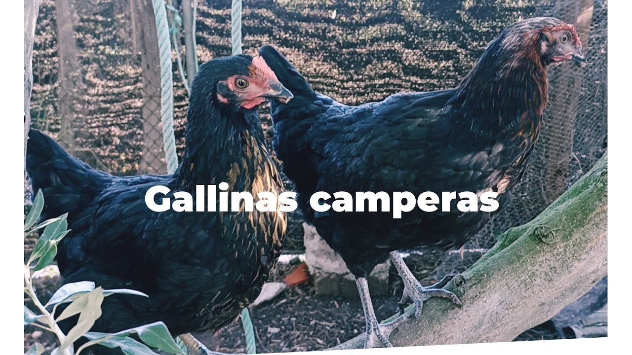 Nuevas Gallinas Camperas 🐔 - YouTube