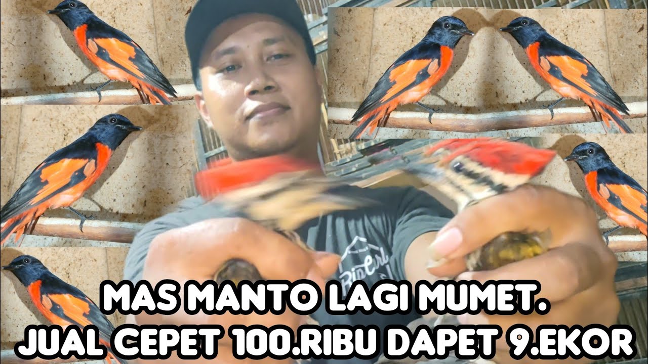 MAS MANTO LAGI MUMET 100.RIBU DAPET 9.EKOR - YouTube
