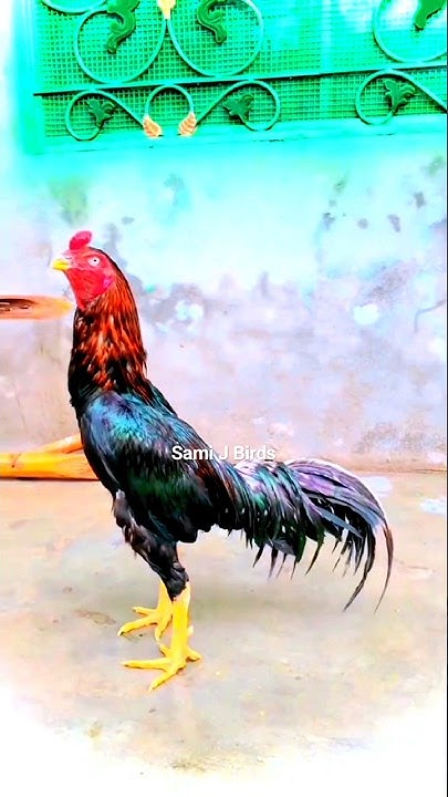 Java murga /Java rooster - YouTube