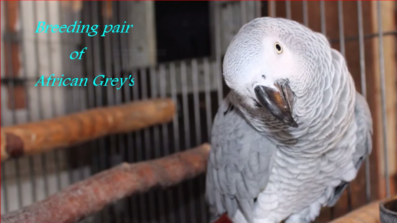 Breeding pair of African grey - YouTube