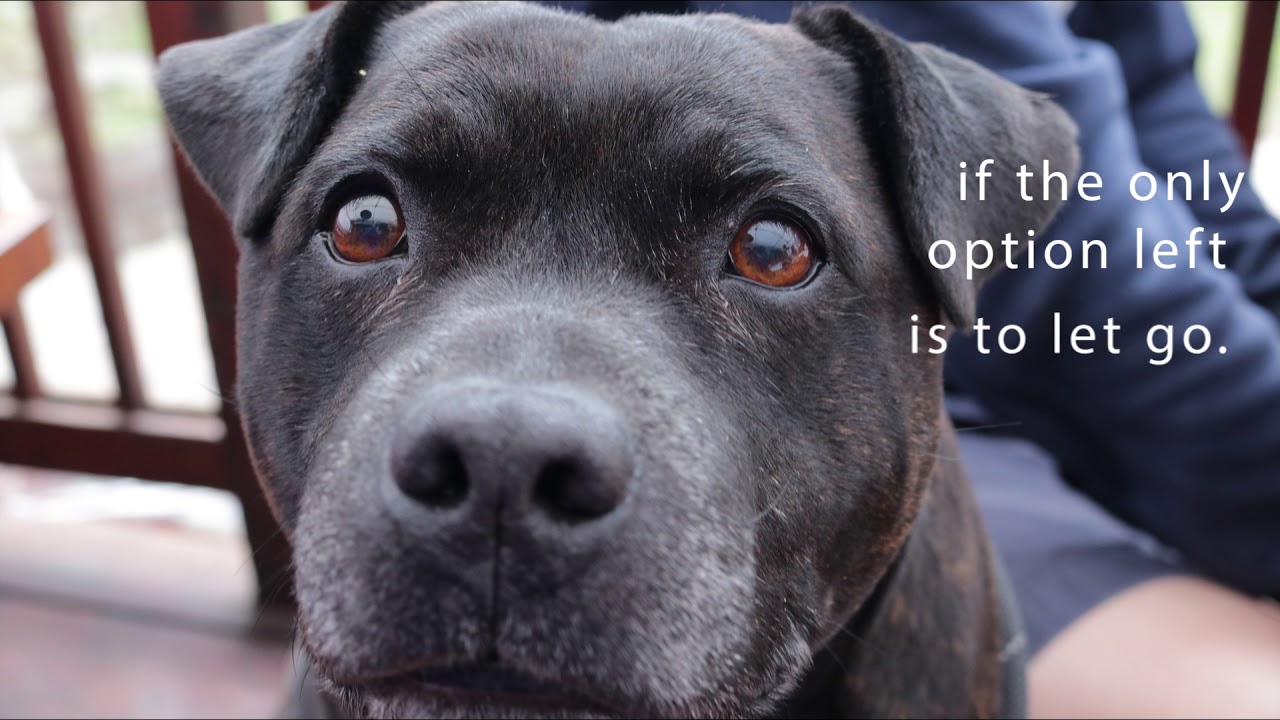 Introducing: Beyond Rescue - YouTube