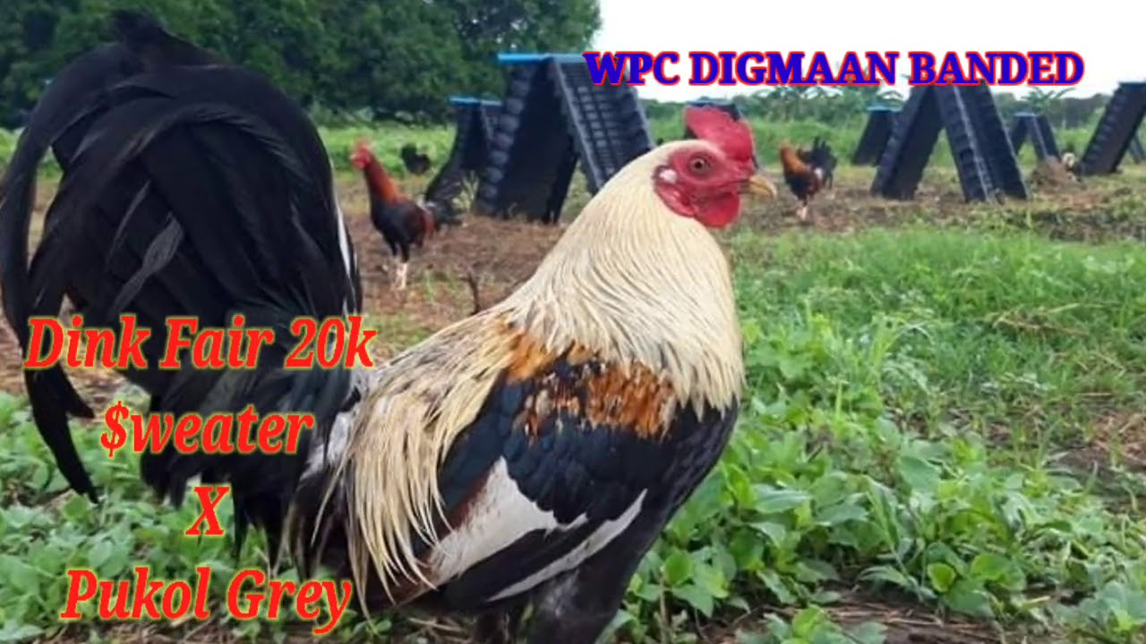 Dink Fair 20k Sweater X Grey WPC DIGMAAN BANDED - YouTube