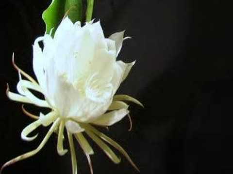 The EPI Flower - Epiphyllum - Oxypetalum - YouTube