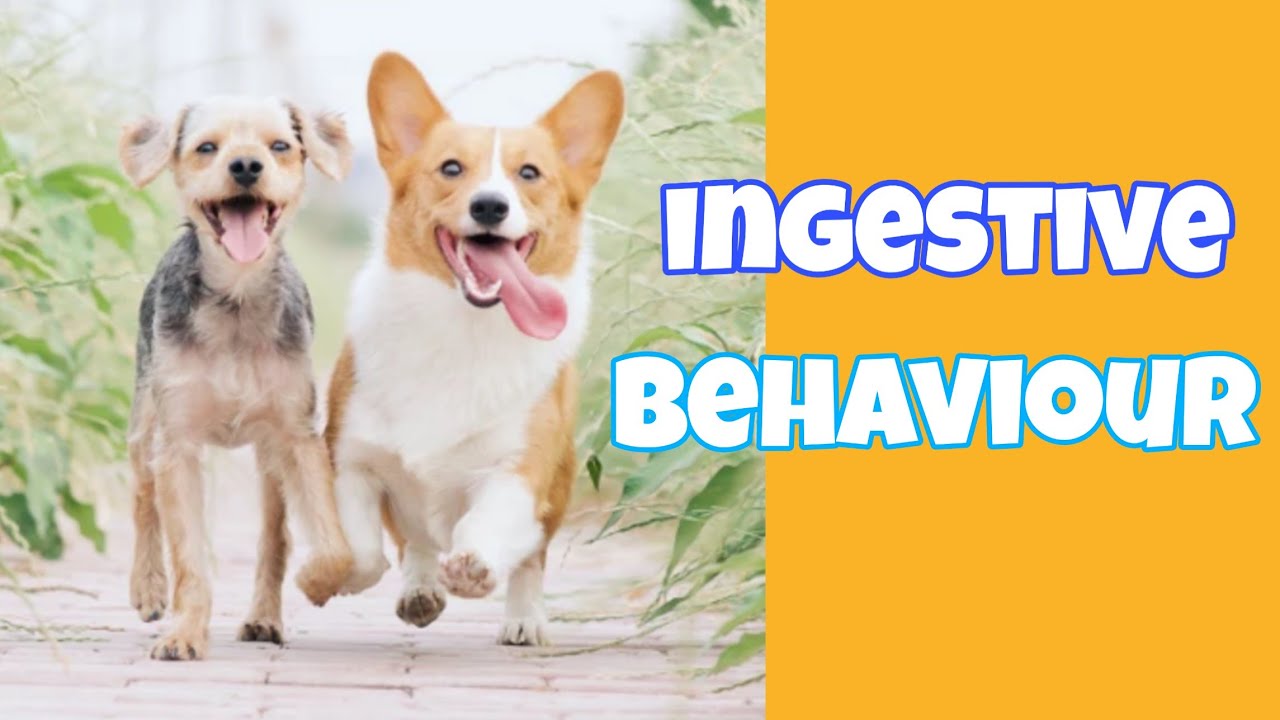 Understand your Dog - Ingestive behaviour of dogs - YouTube