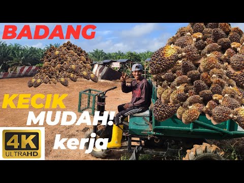 cara yang paling mudah angkat buah sawit pakai jentera badang kecil ini ...
