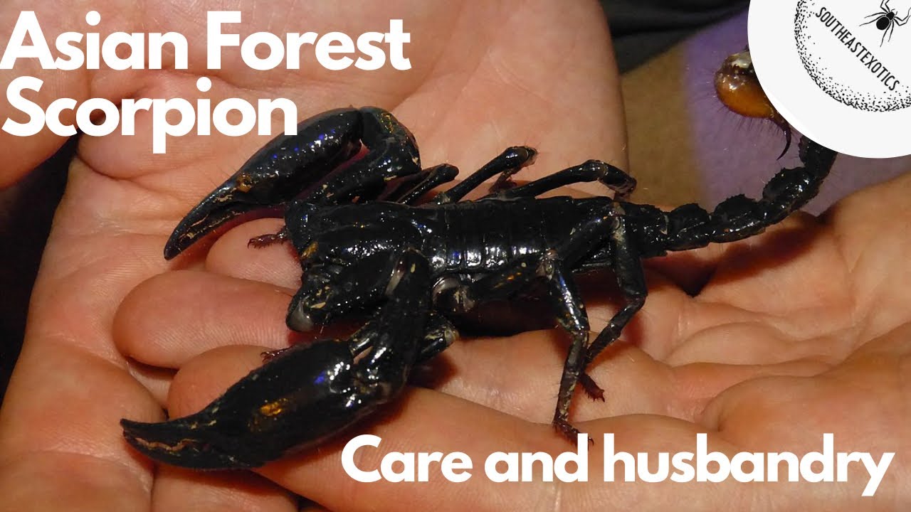 Forest Scorpion Care guide / Husbandry - YouTube