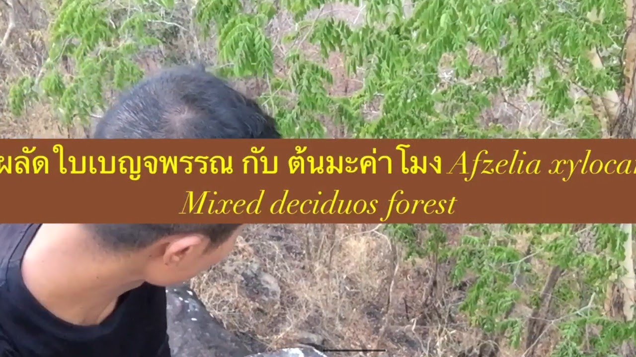 Ep3ป่าผลัดใบเบญจพรรณ กับต้นมะค่าโมง Afzelia xylocarpaออกดอกออกผล Mixed ...