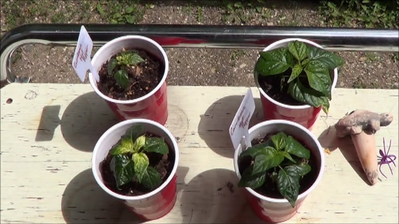 Pepper Test and pH Issues - YouTube