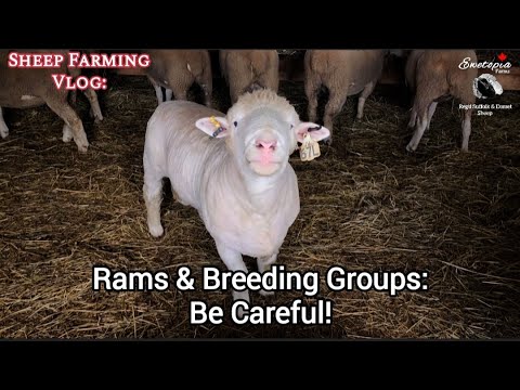 Beware Of Rams And Breeding Groups - Important Tips! - YouTube