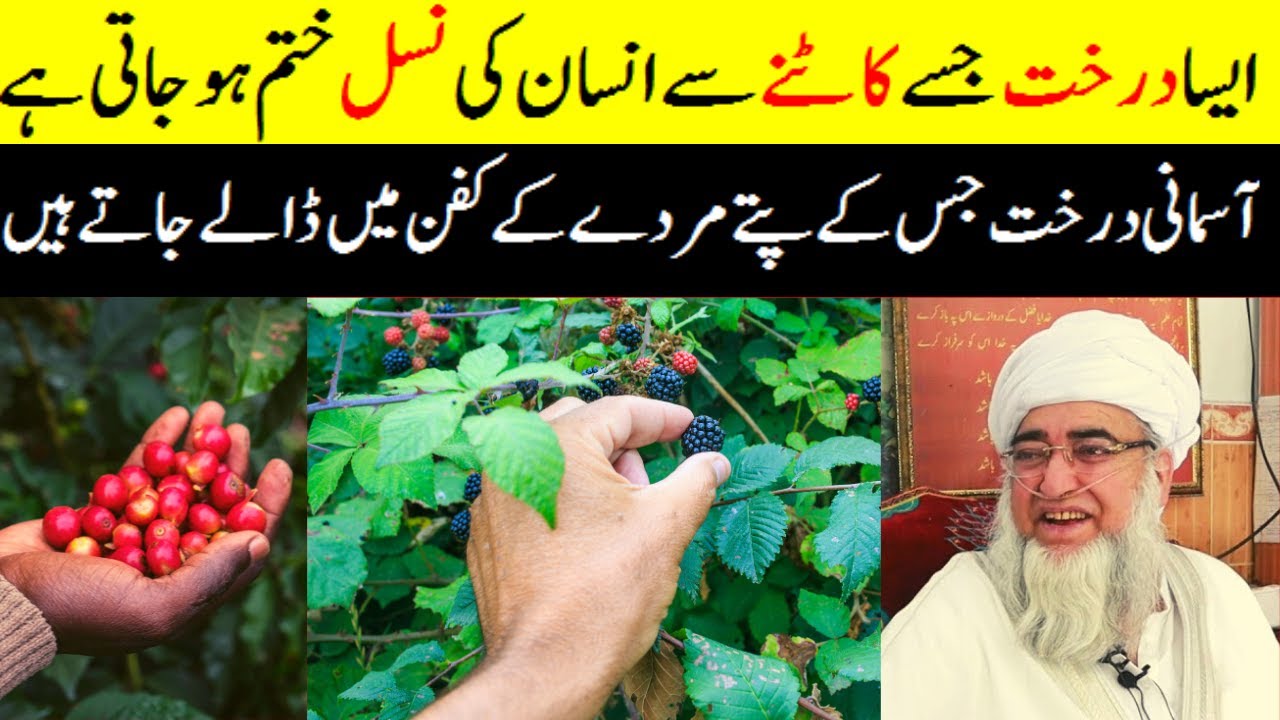 The sinn of cutting berry tree || Mufti Zarwali Khan Official - YouTube