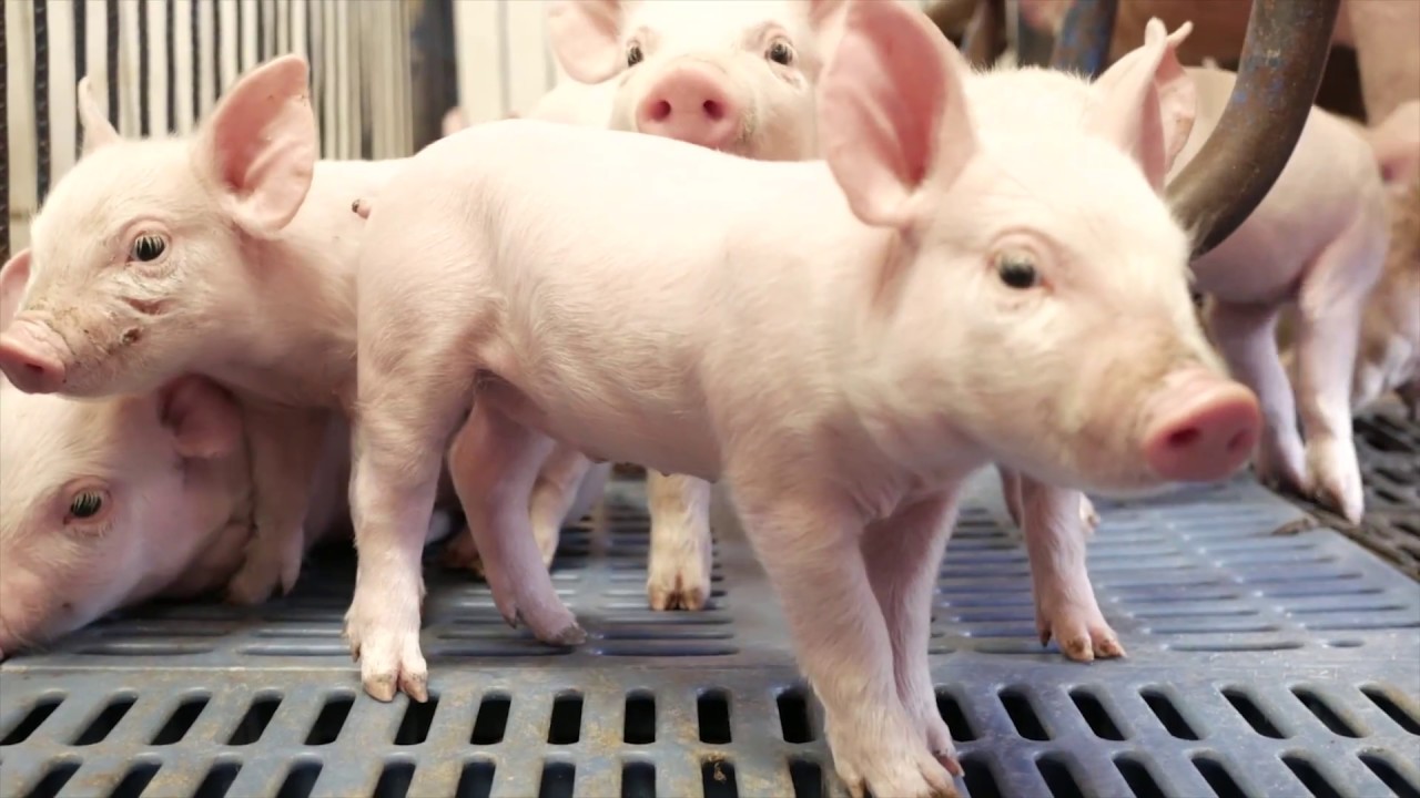 Central Life Sciences: Swine Disease - YouTube