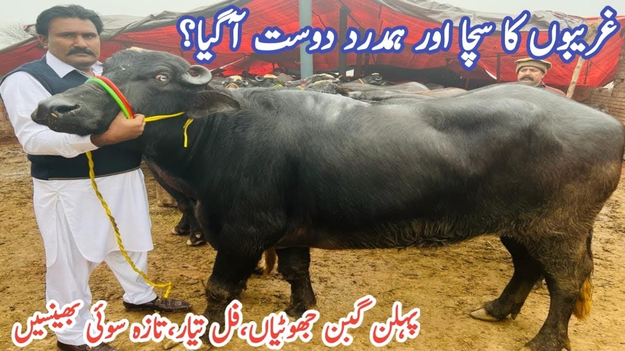 Anmool Pure Nali Gabbon Jhotian |World Class Nali Ravi Buffaloes | Top ...