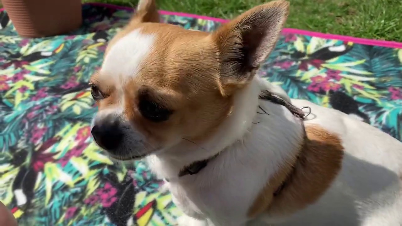 The secret life of dogs episode 1 - YouTube