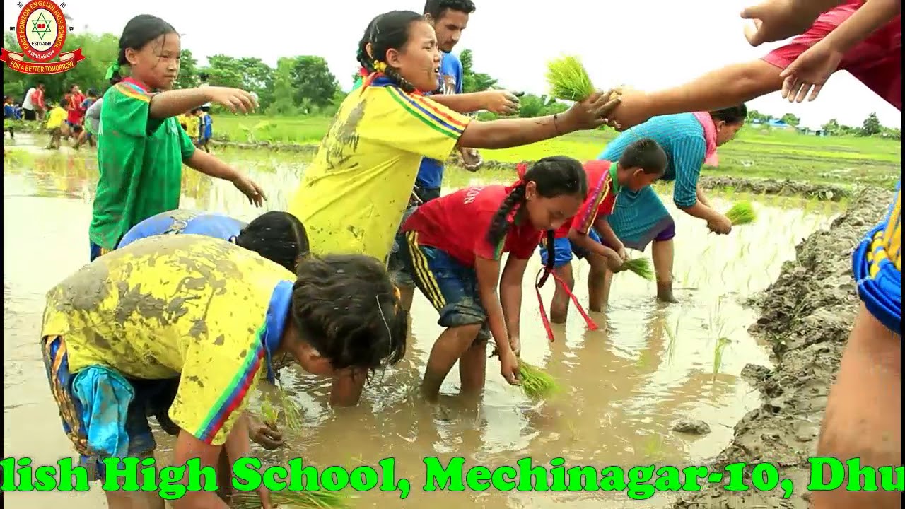 Ashar 15, Students planting Paddy - YouTube