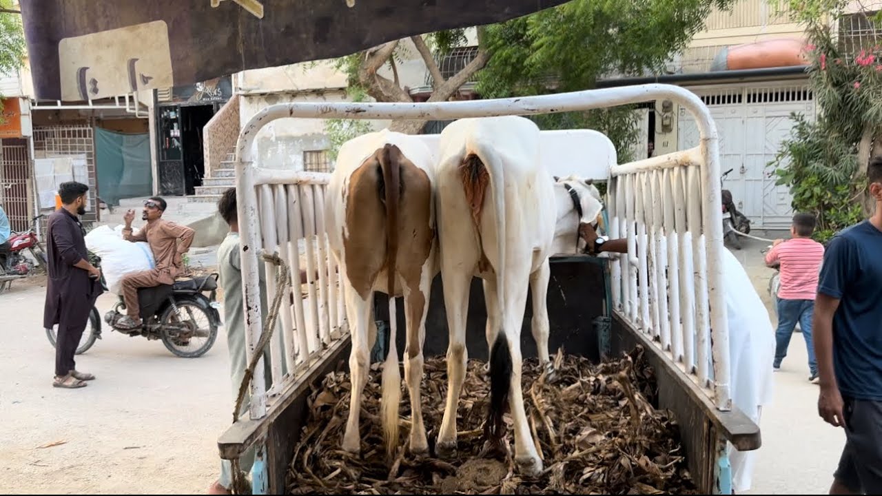 ALHAMDULILLAH APNA JANWAR GHAR A GAYA ️🫀💥 - YouTube