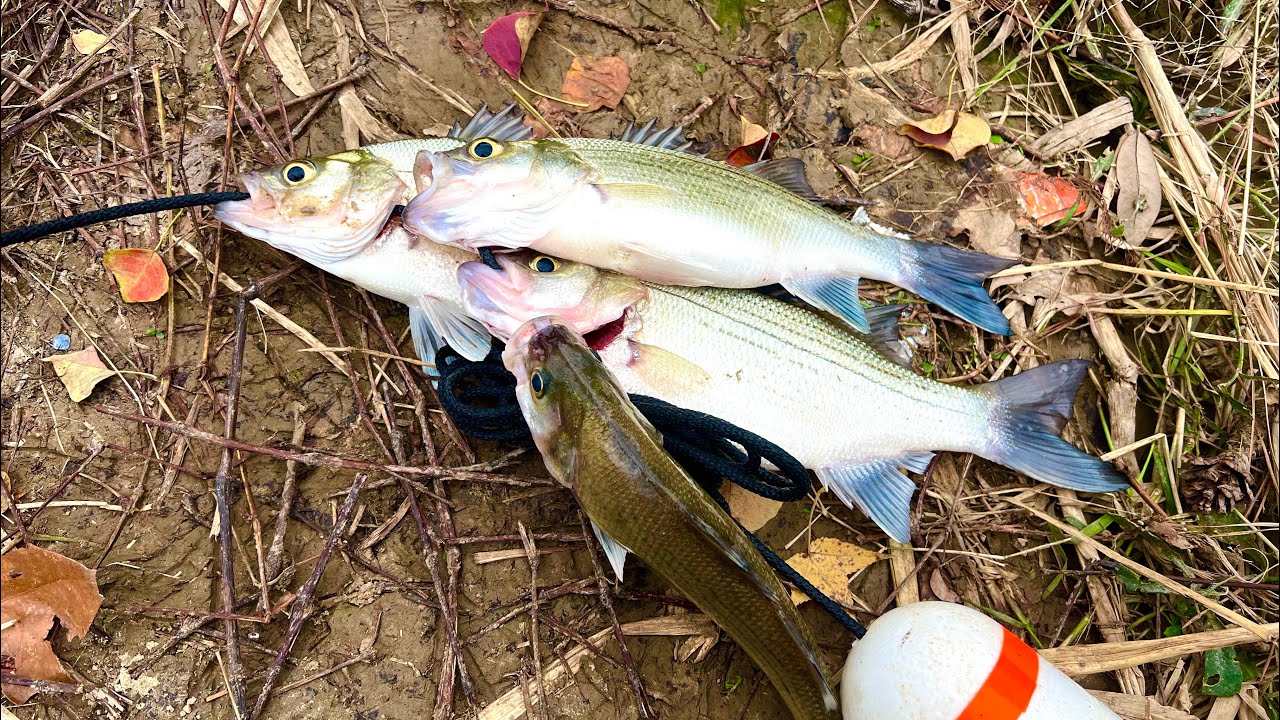 White Bass fishing at one of the most popular spot in houston texas ...